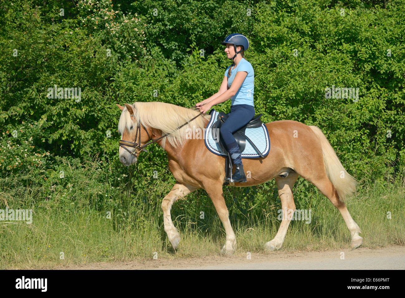 Rider on Haflinger horse riding out walking Stock Photo - Alamy
