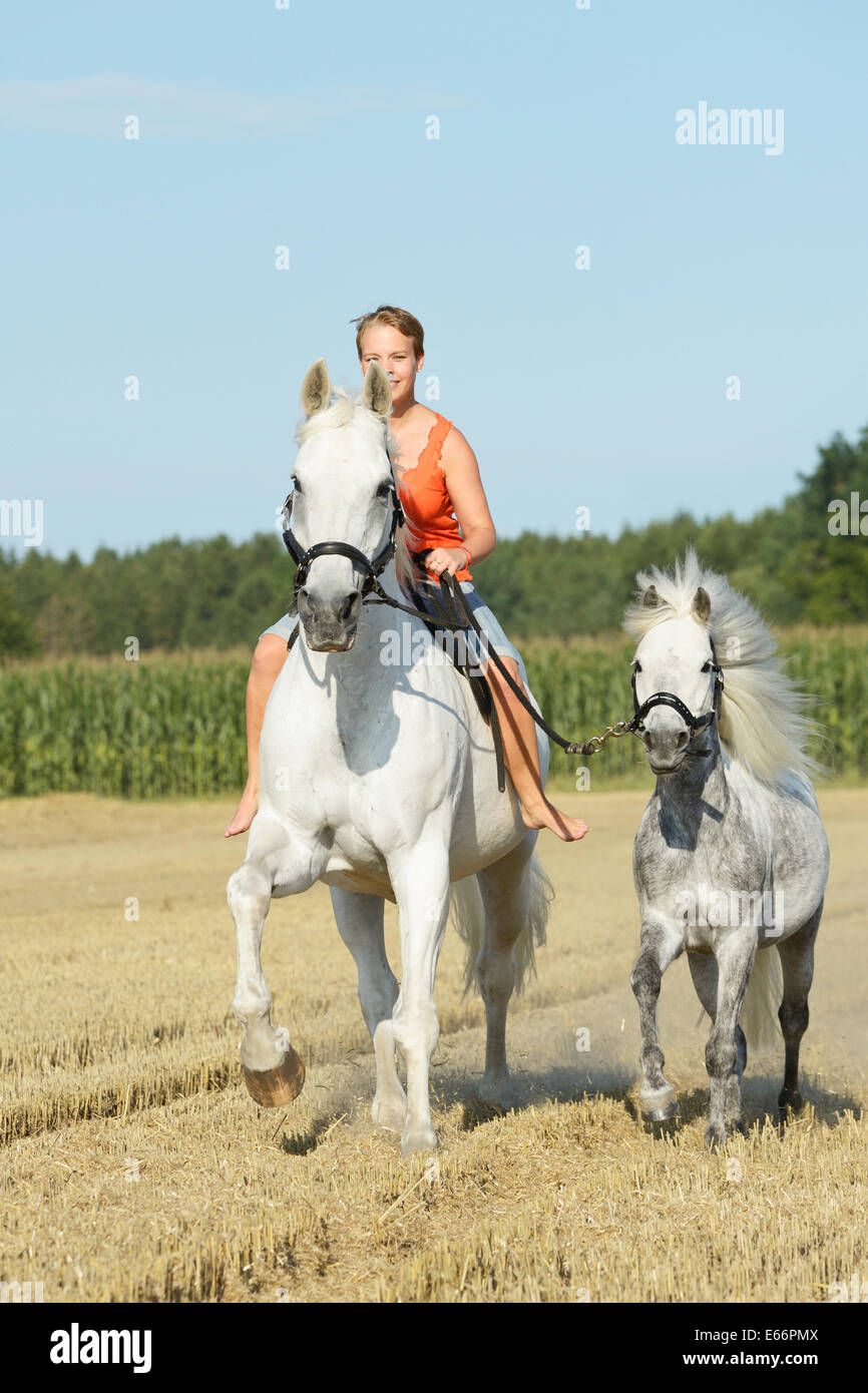 Horse grey riding rider cantering hi-res stock photography and images ...