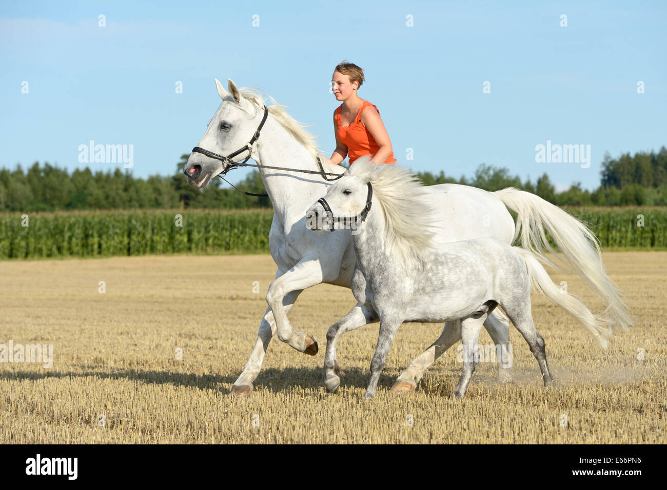 Bareback Riding Woman Stock Photos & Bareback Riding Woman Stock Images ...