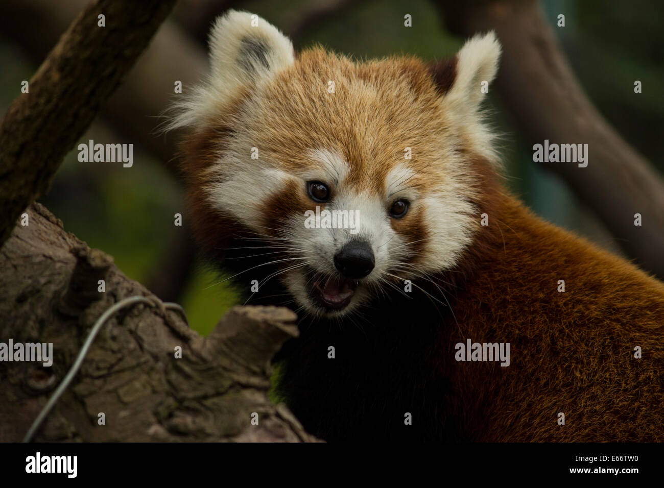 Japanese red panda hi-res stock photography and images - Alamy