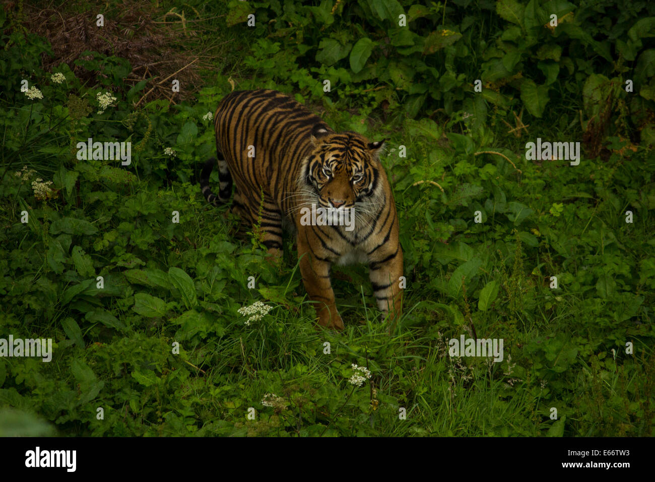 A Tiger In The Over Growth Stock Photo - Alamy