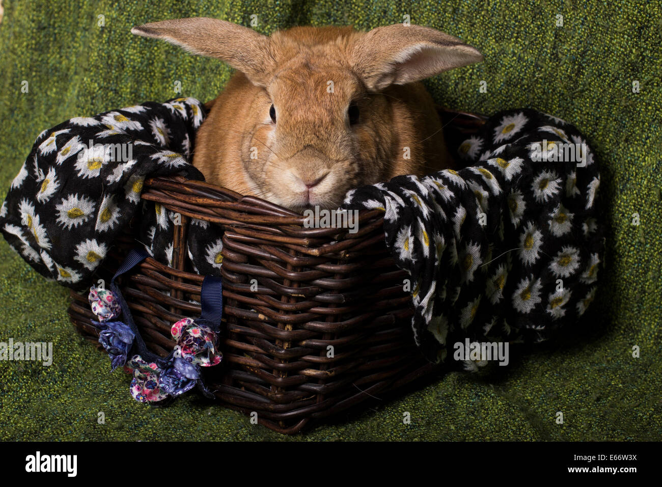 Cute rabbit wicker basket hi-res stock photography and images - Alamy
