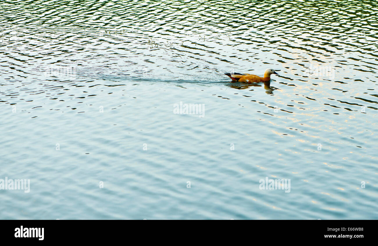 Roody hi-res stock photography and images - Alamy
