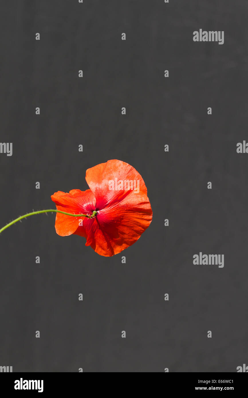 Photograph of the rear of a single Flanders poppy against a black ...