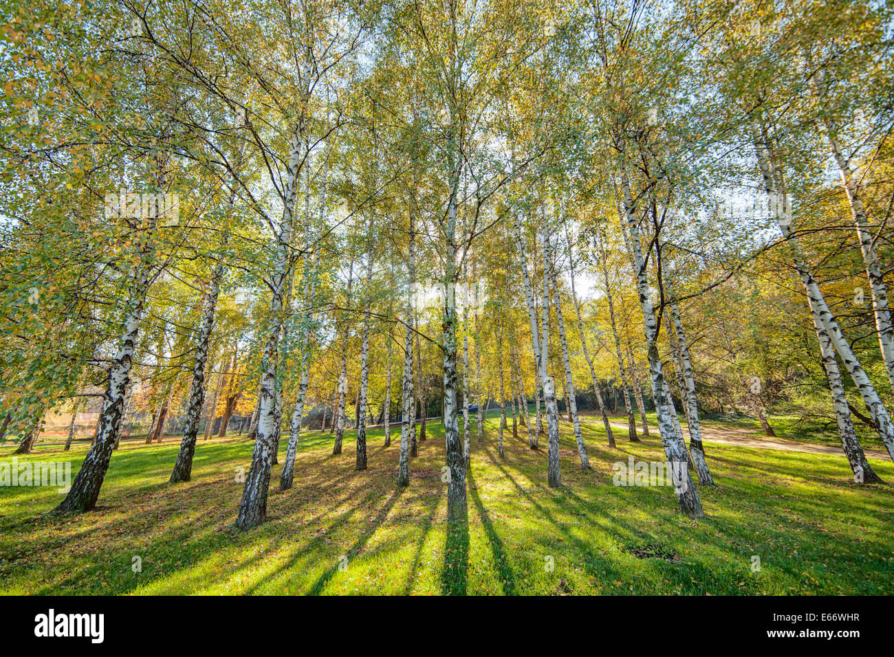 park with silver birch trees Stock Photo - Alamy