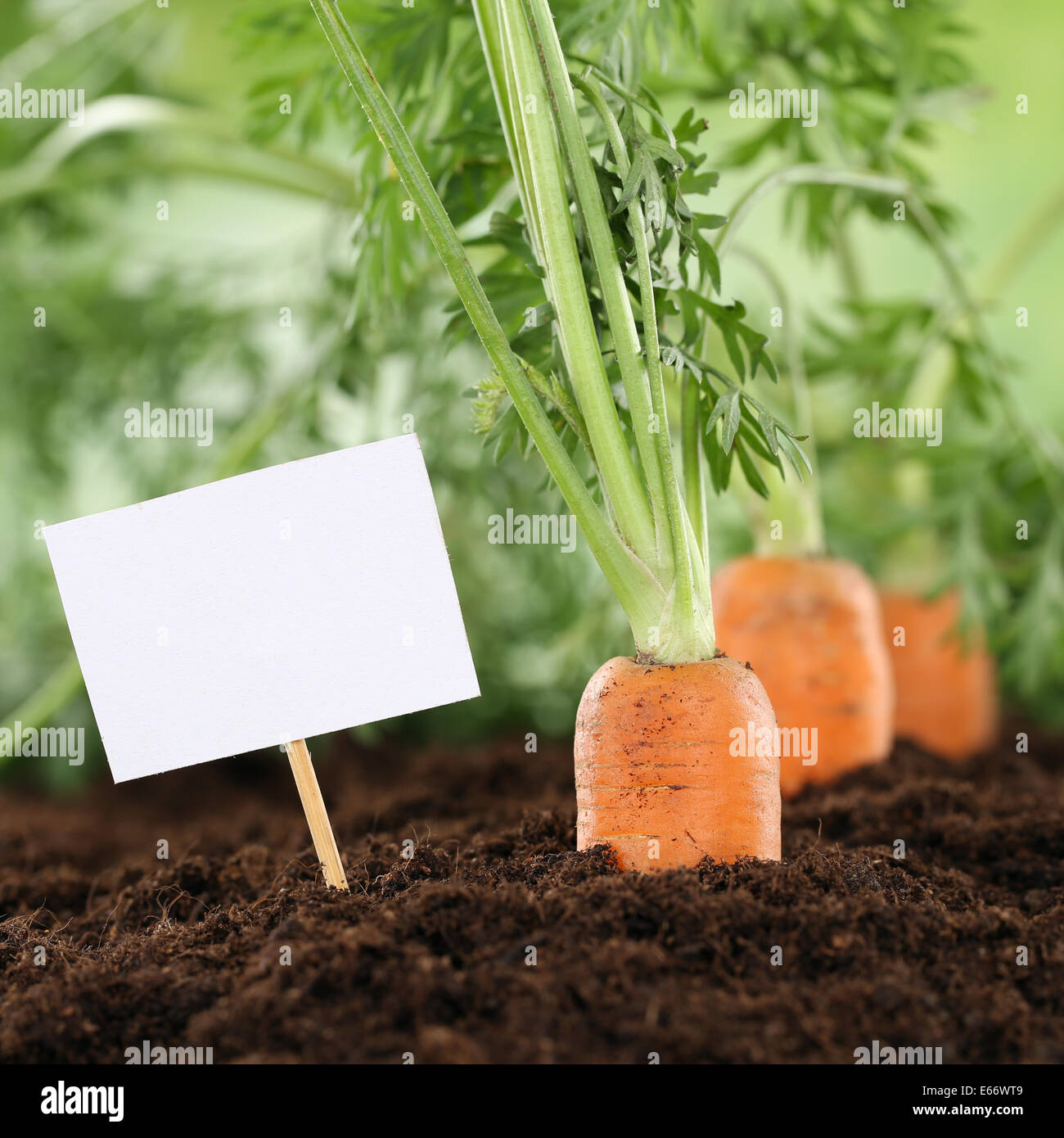 Vegetable garden carrots hi-res stock photography and images - Alamy