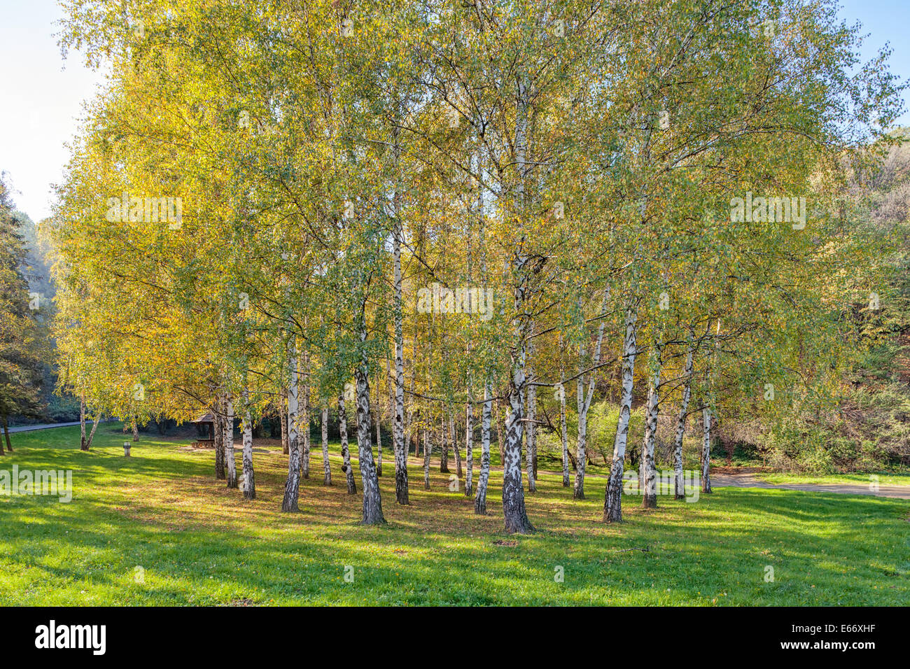 park with silver birch trees Stock Photo - Alamy