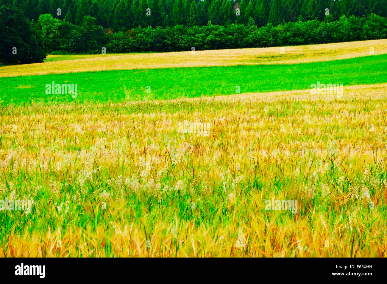 Wheat triticale rye hi-res stock photography and images - Alamy
