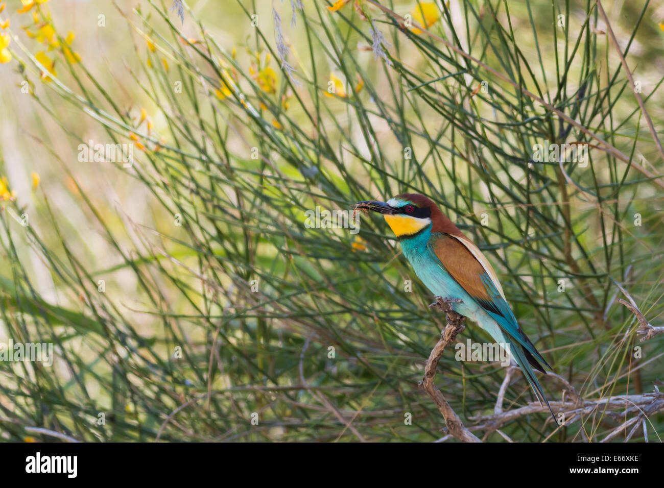 The European bee-eater with prey Stock Photo - Alamy