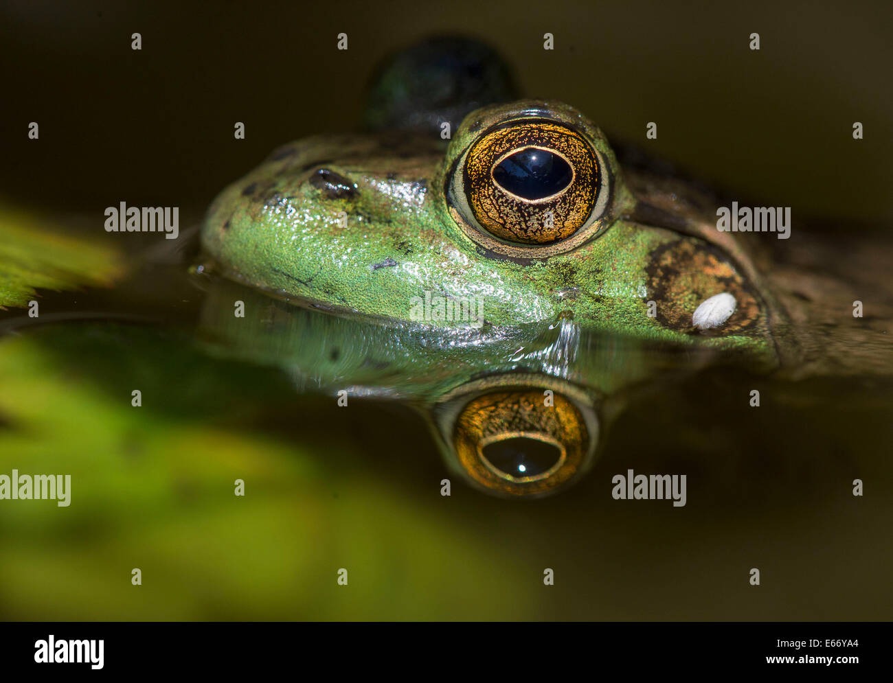Elkton, Oregon, USA. 16th Aug, 2014. A wild bullfrog floats in a cattle ...