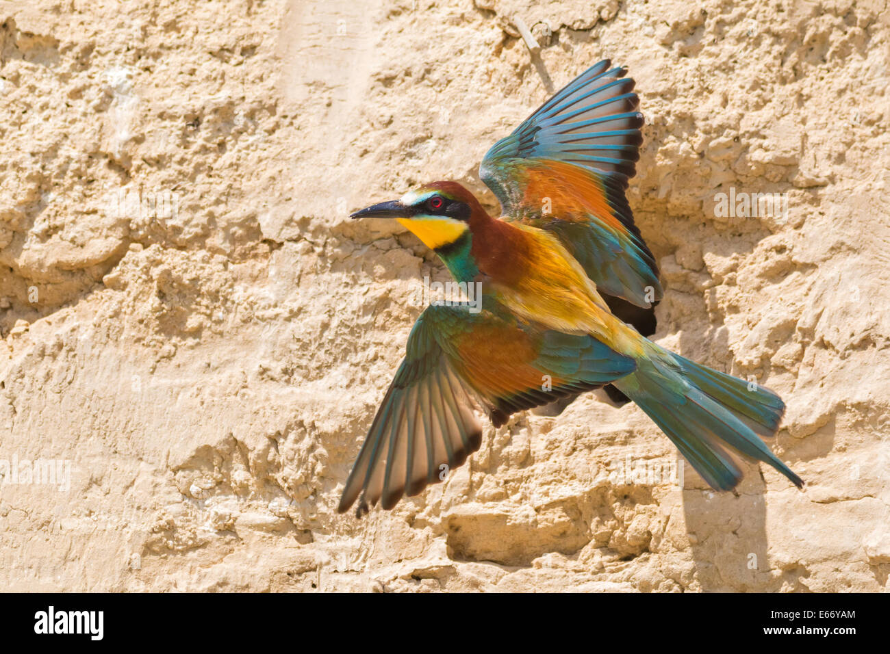The European bee-eater Stock Photo - Alamy