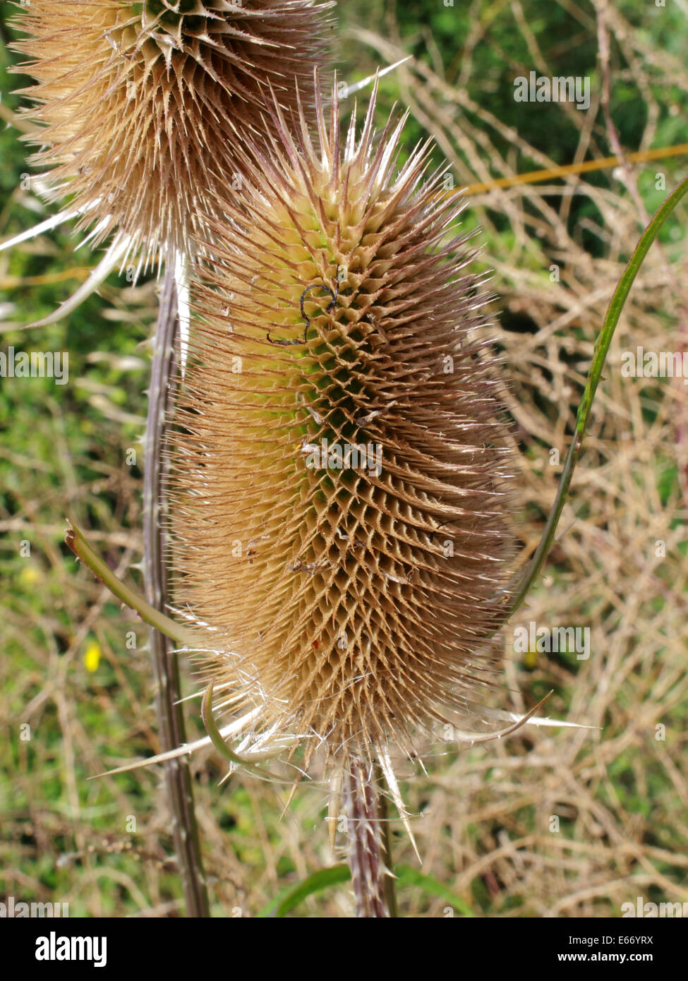 A close up view of a common Teasel (Dipsacus fullonum Stock Photo - Alamy