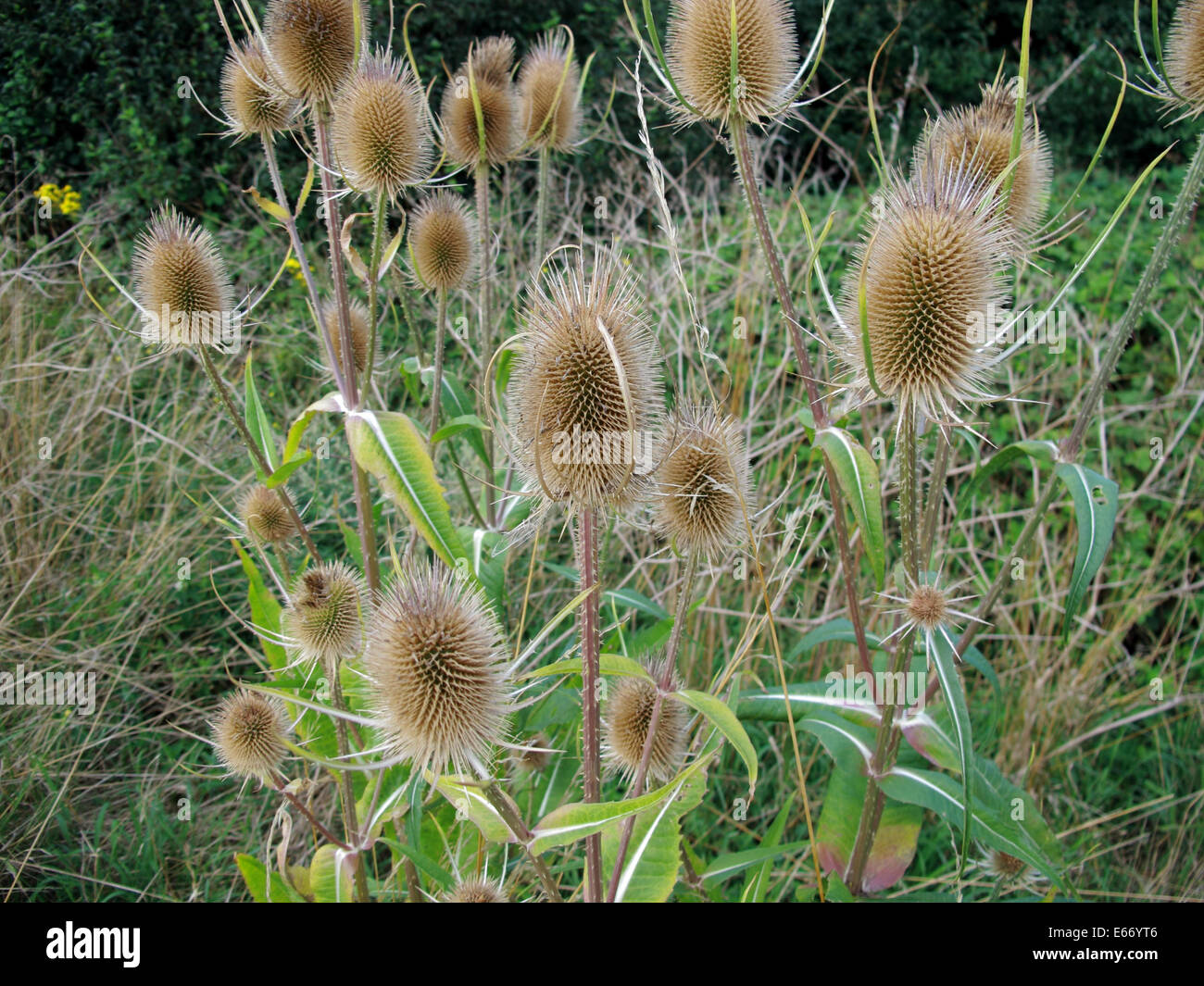 A close up view of a bunch of common Teasel plants (Dipsacus fullonum ...