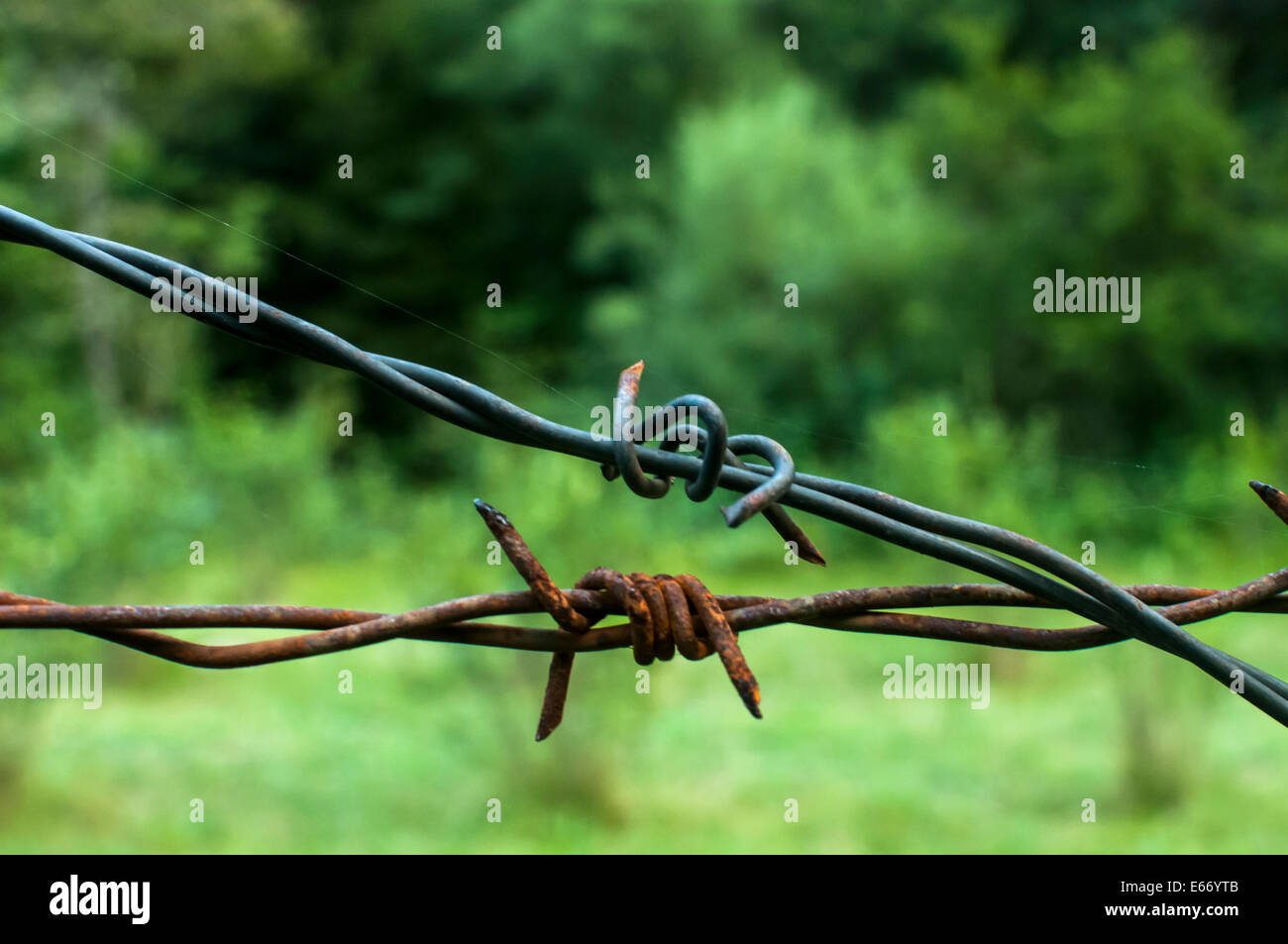 Segment of rusty barbed wire Stock Photo - Alamy