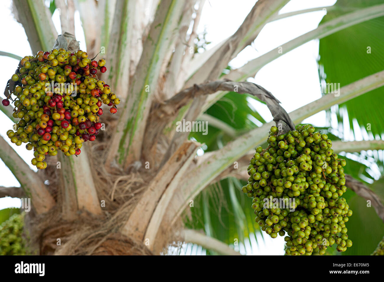 Palm tree seeds hi-res stock photography and images - Alamy