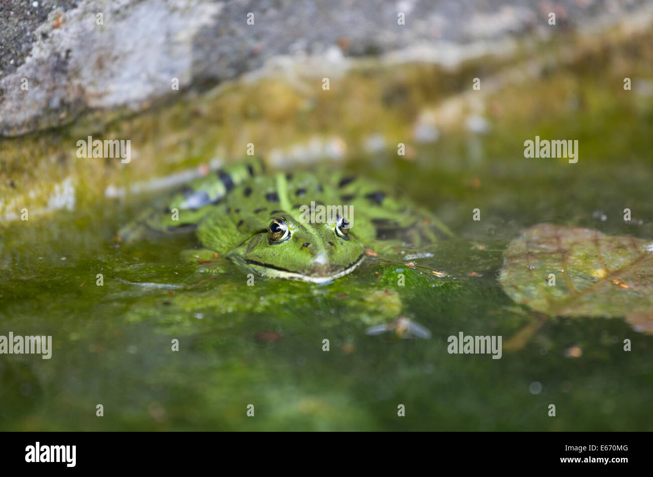 Green frog in a pond in close-up Stock Photo - Alamy