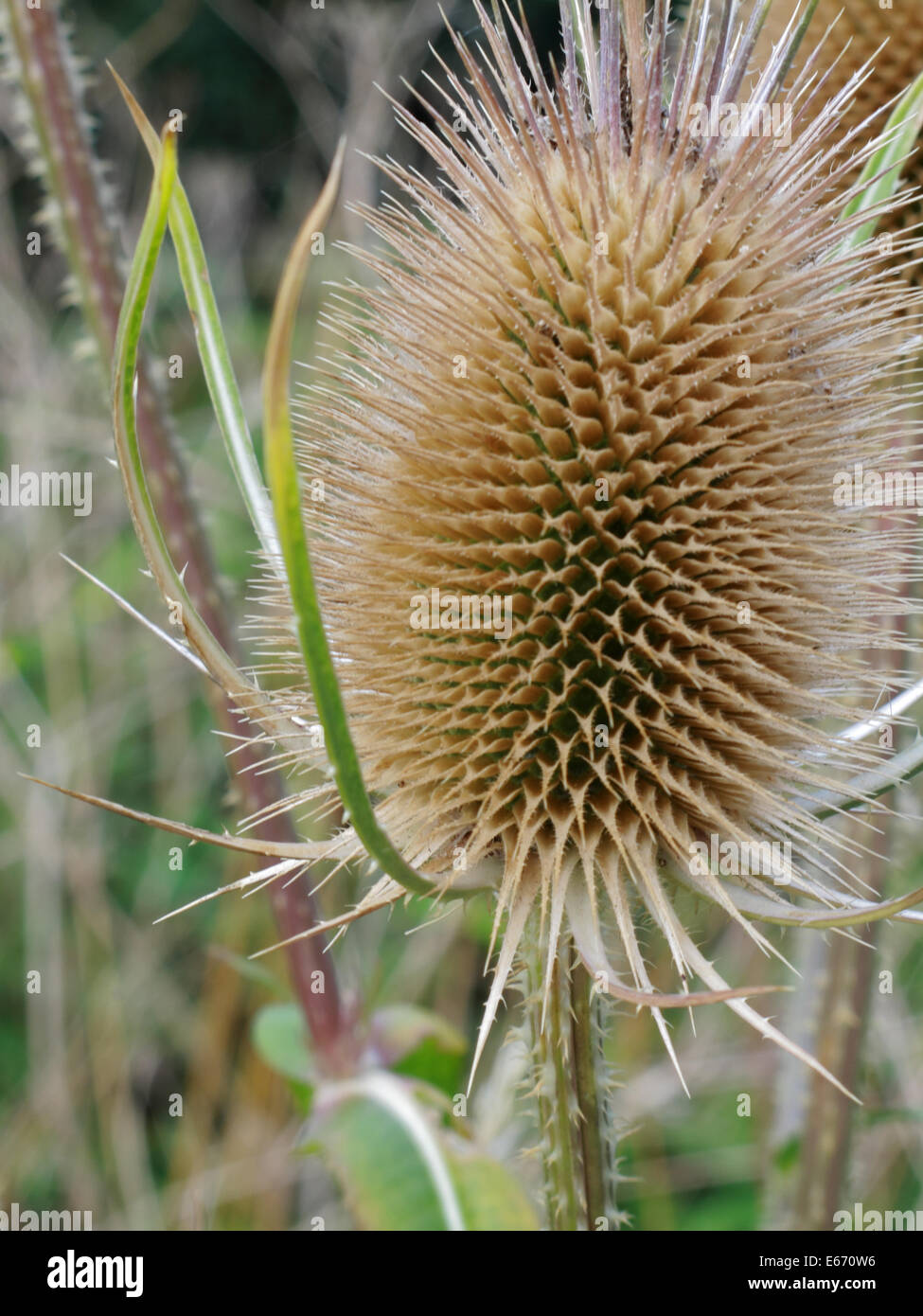 A close up view of a common Teasel (Dipsacus fullonum Stock Photo - Alamy