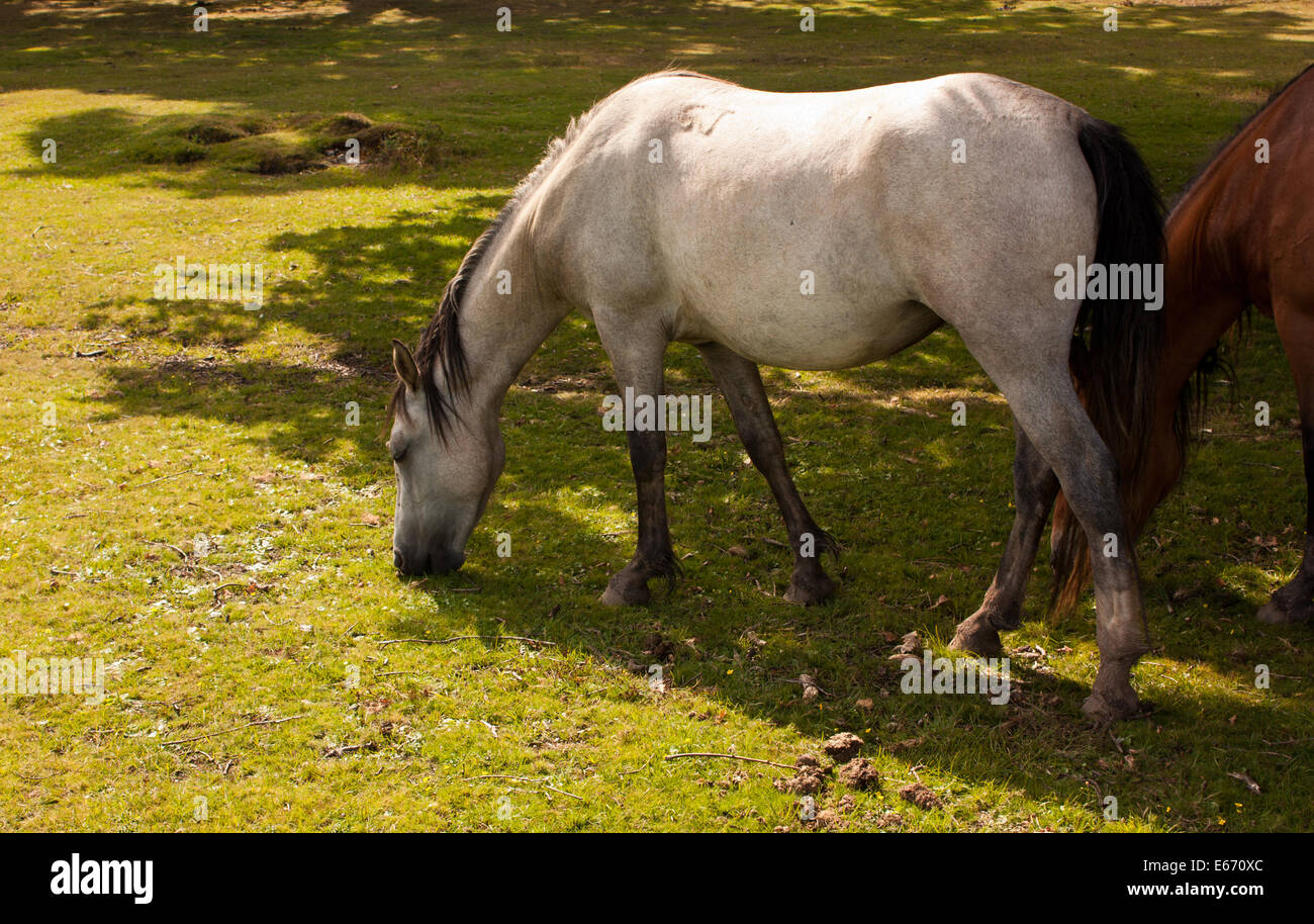 New Forest ponies grazing in the countryside at Brockenhurst Stock ...