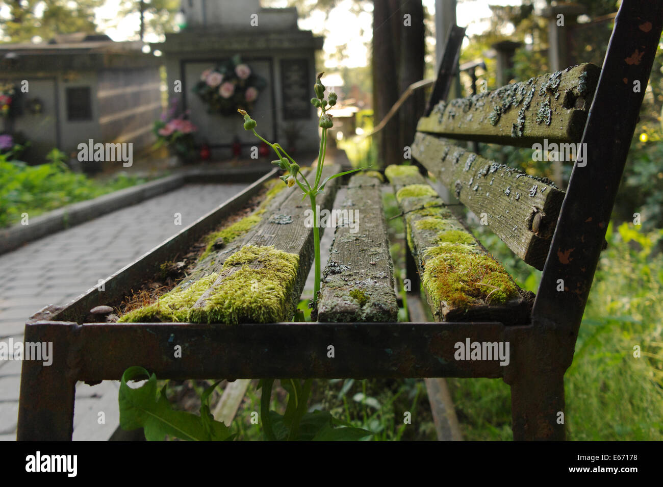 old bench covered with a moss Stock Photo - Alamy