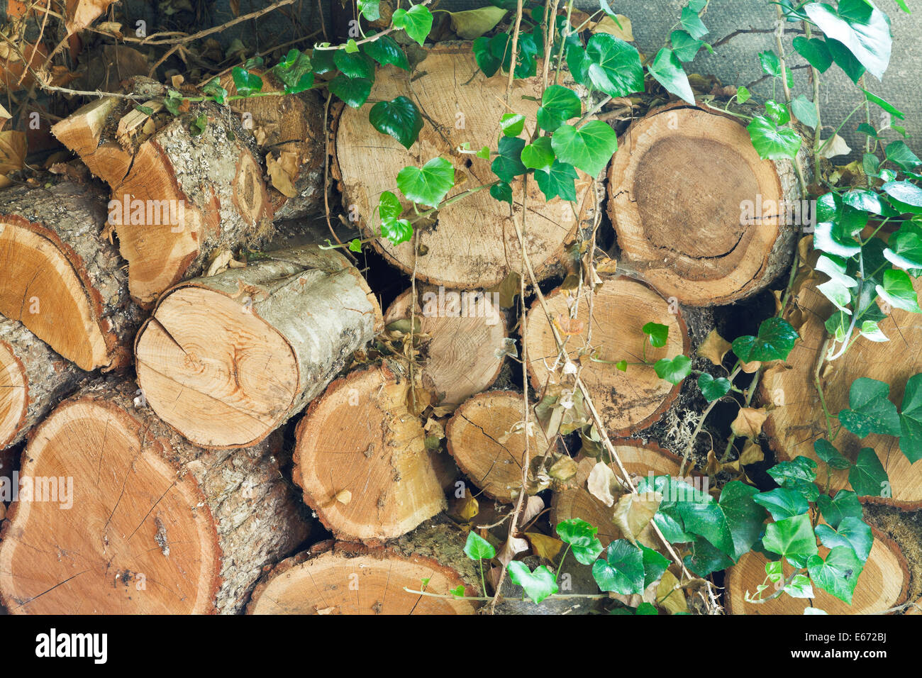 Log pile overgrown hi-res stock photography and images - Alamy