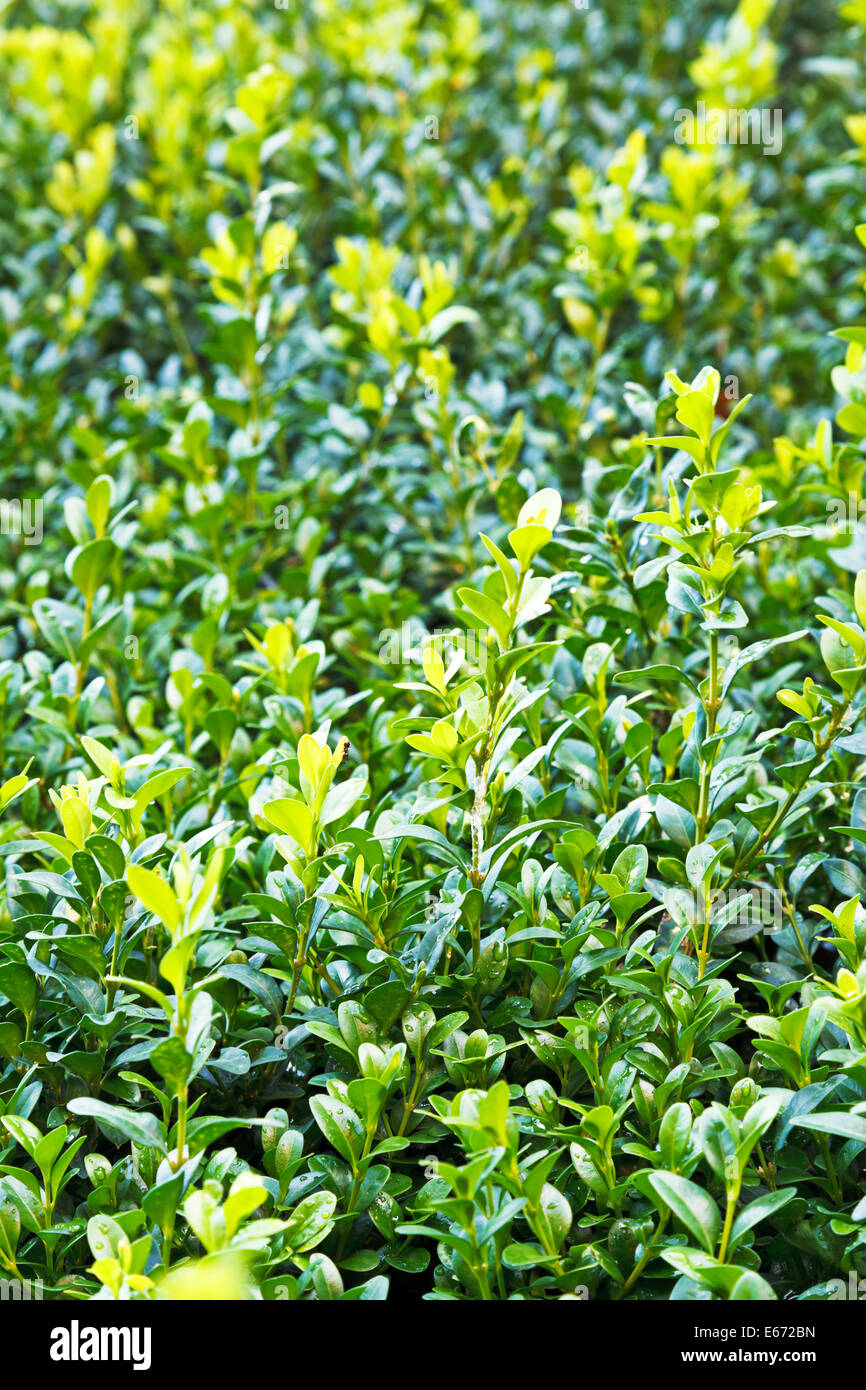 Bush after rain hi-res stock photography and images - Alamy