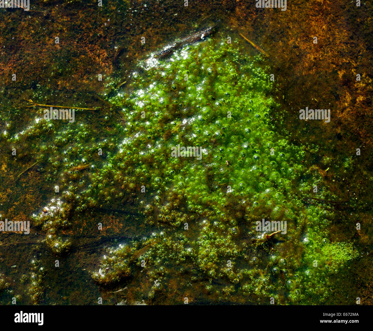 A close up shot of a colony of green algae in a shallow pool of water ...