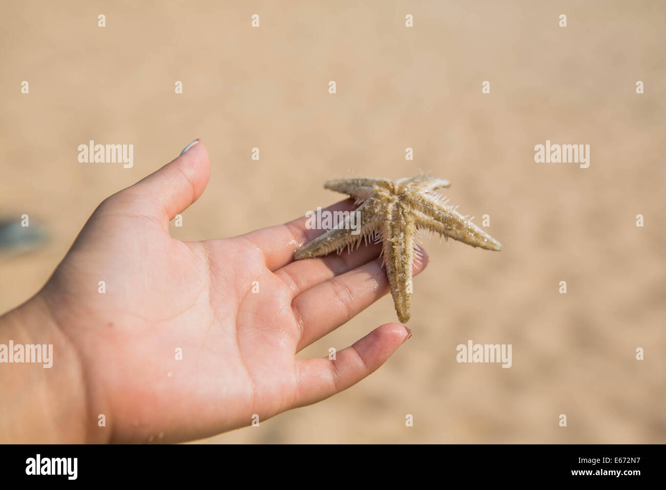 Five point starfish hi-res stock photography and images - Alamy