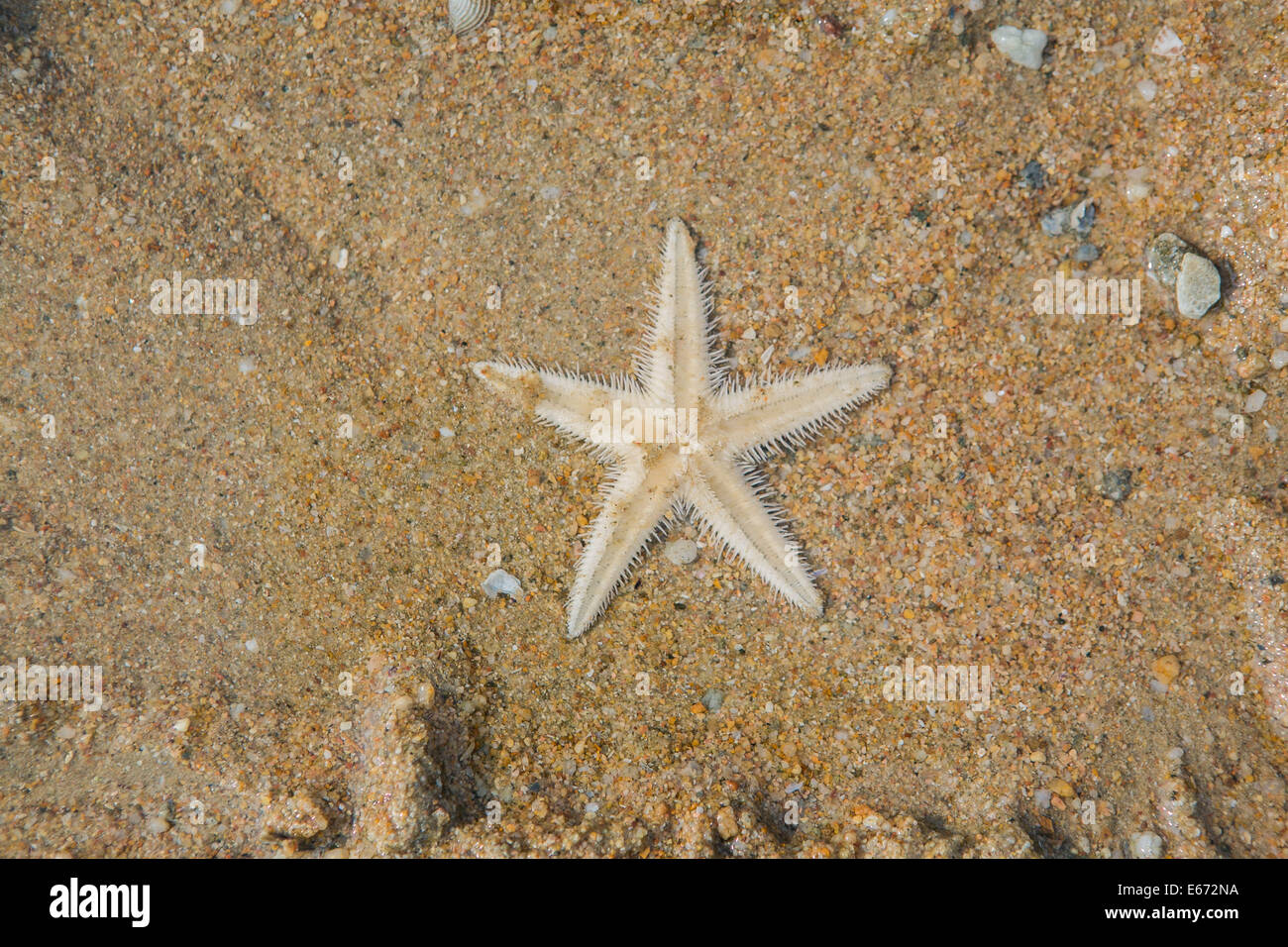 A little starfish On the sand beach Stock Photo - Alamy