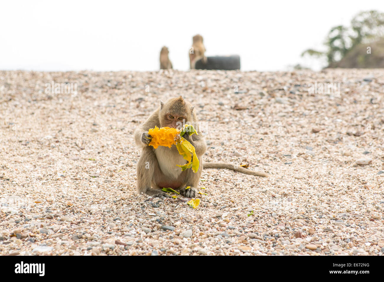 Small monkey eats raw mango on the beach Stock Photo - Alamy