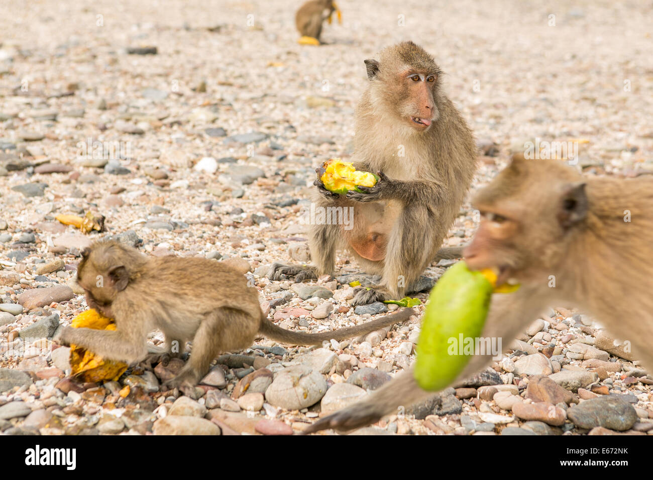 Monkey orange fruit africa hi-res stock photography and images - Alamy