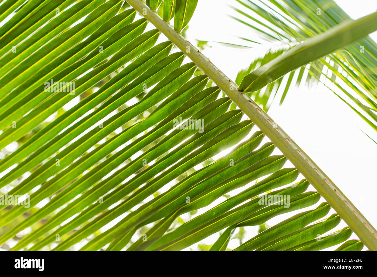 Green palm leaves of tree in sunlight Stock Photo - Alamy
