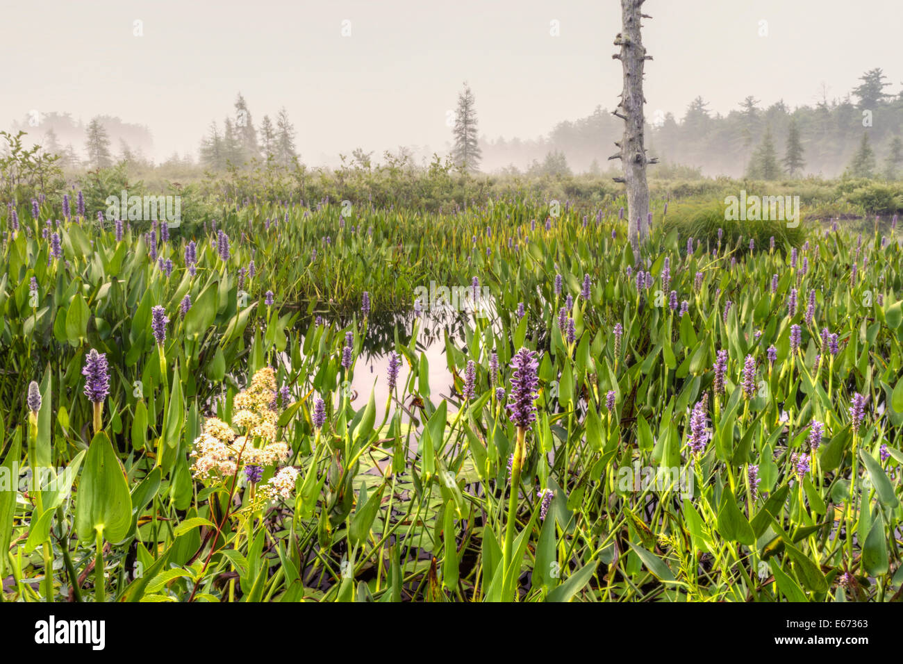 Purple loosestrife flowers at Brown's Tract Inlet off foggy Raquette ...