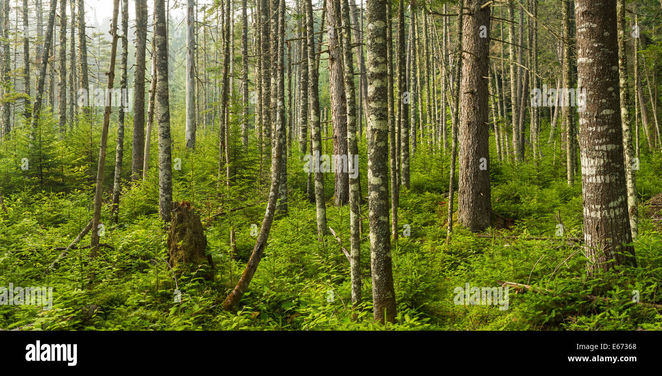 A lush evergreen forest near Ferd's Bog in the Adirondack Mountains of ...