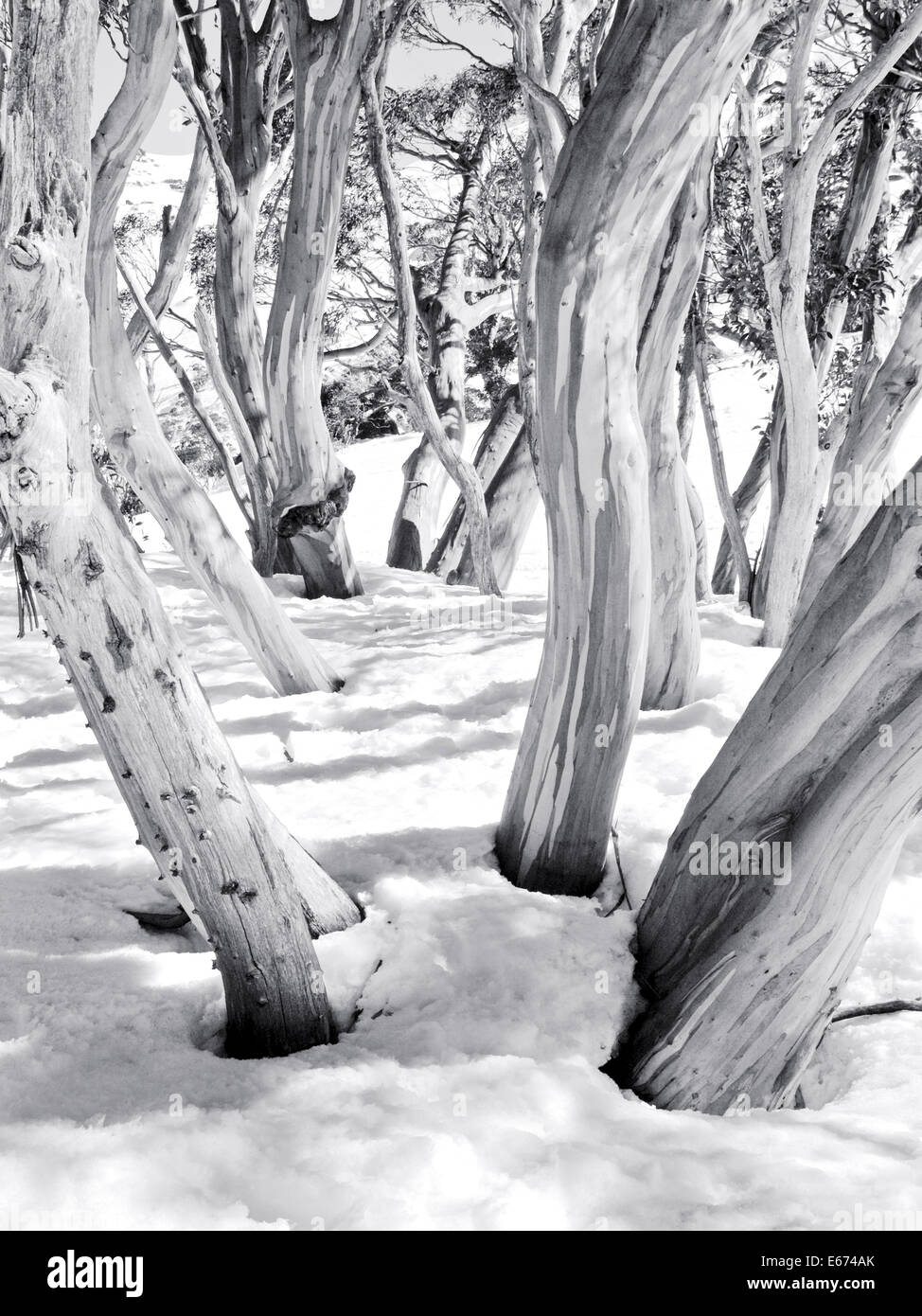 Snow gums, Snowy Mountains, Australia Stock Photo - Alamy
