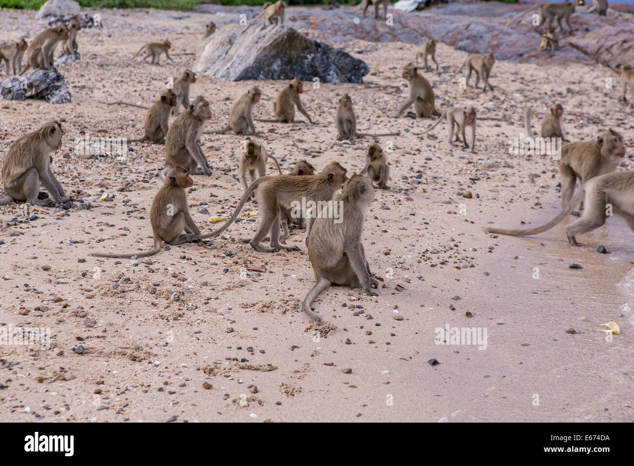 A lot of monkeys on the monkey's island Stock Photo - Alamy