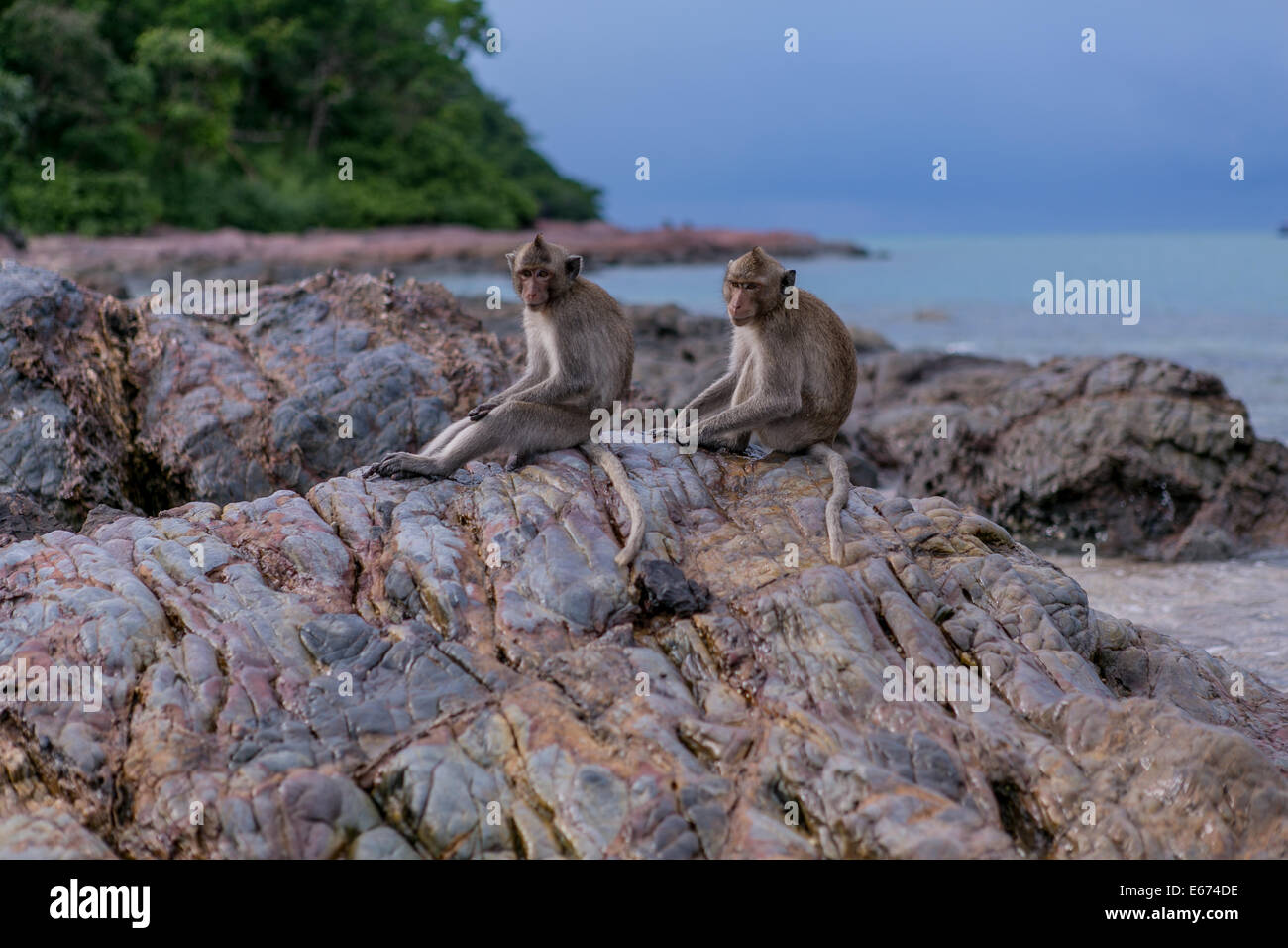 Monkeys seating on the stones of the monkey's island Stock Photo - Alamy