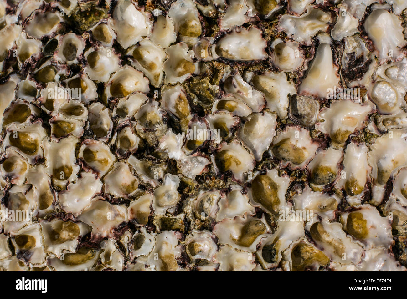Sea shell texture on the stone. Coast. Beach Stock Photo - Alamy