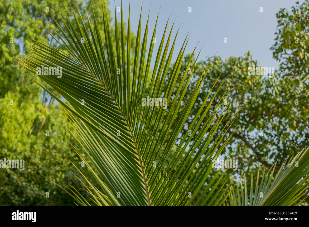 Palm tree leaf strip hi-res stock photography and images - Alamy