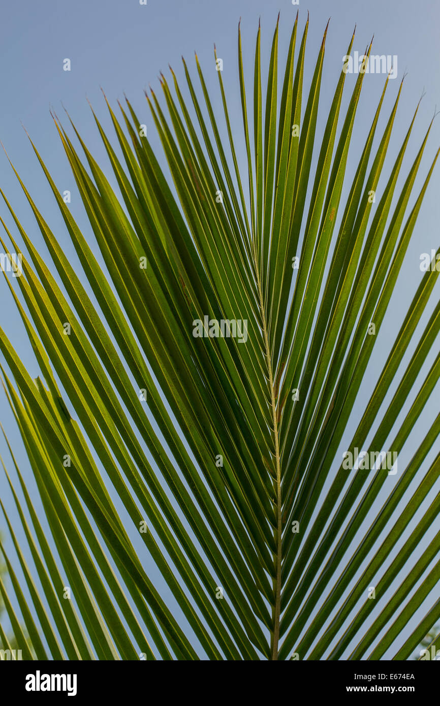 Palm tree leaf strip hi-res stock photography and images - Alamy