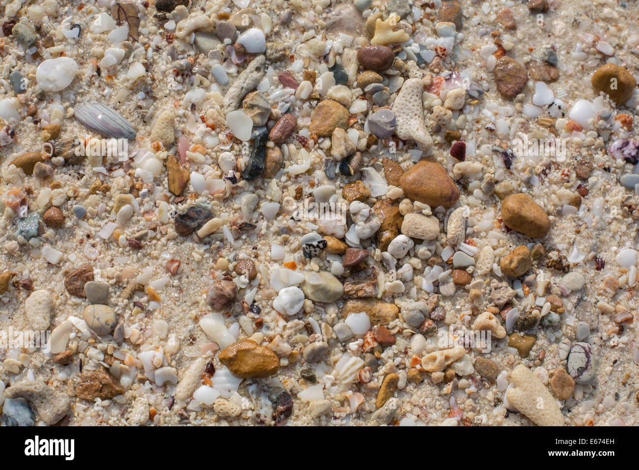 Sea shell and stone pieces texture Stock Photo - Alamy