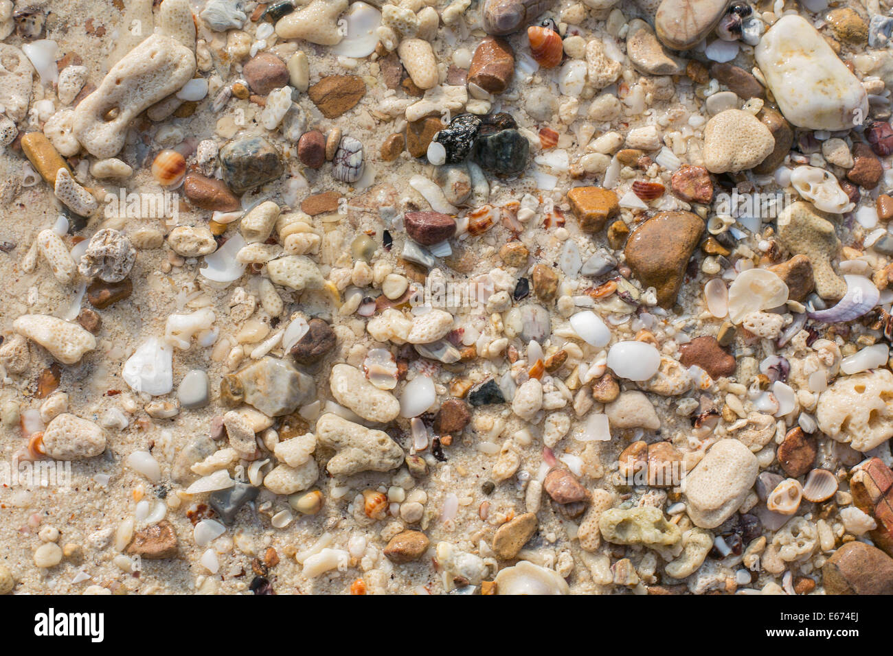 Sea shell and stone pieces texture Stock Photo - Alamy