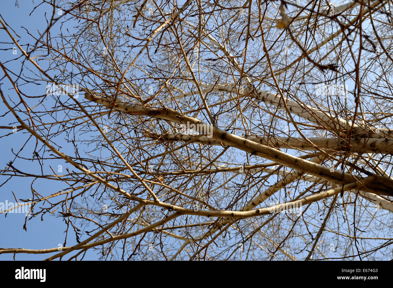 Mongolian winter hi-res stock photography and images - Alamy