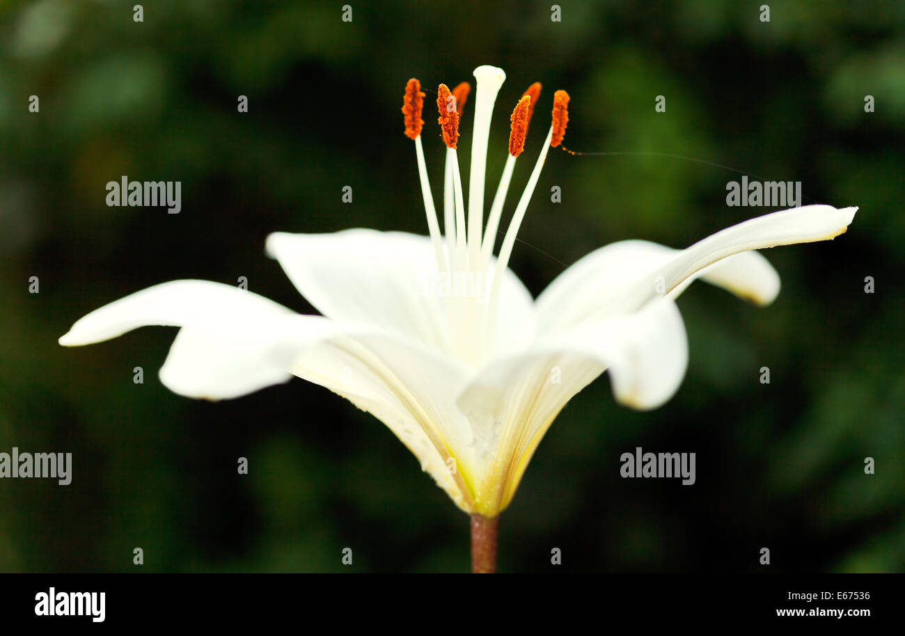side view of white flower Lilium candidum (Madonna Lily) close up Stock ...