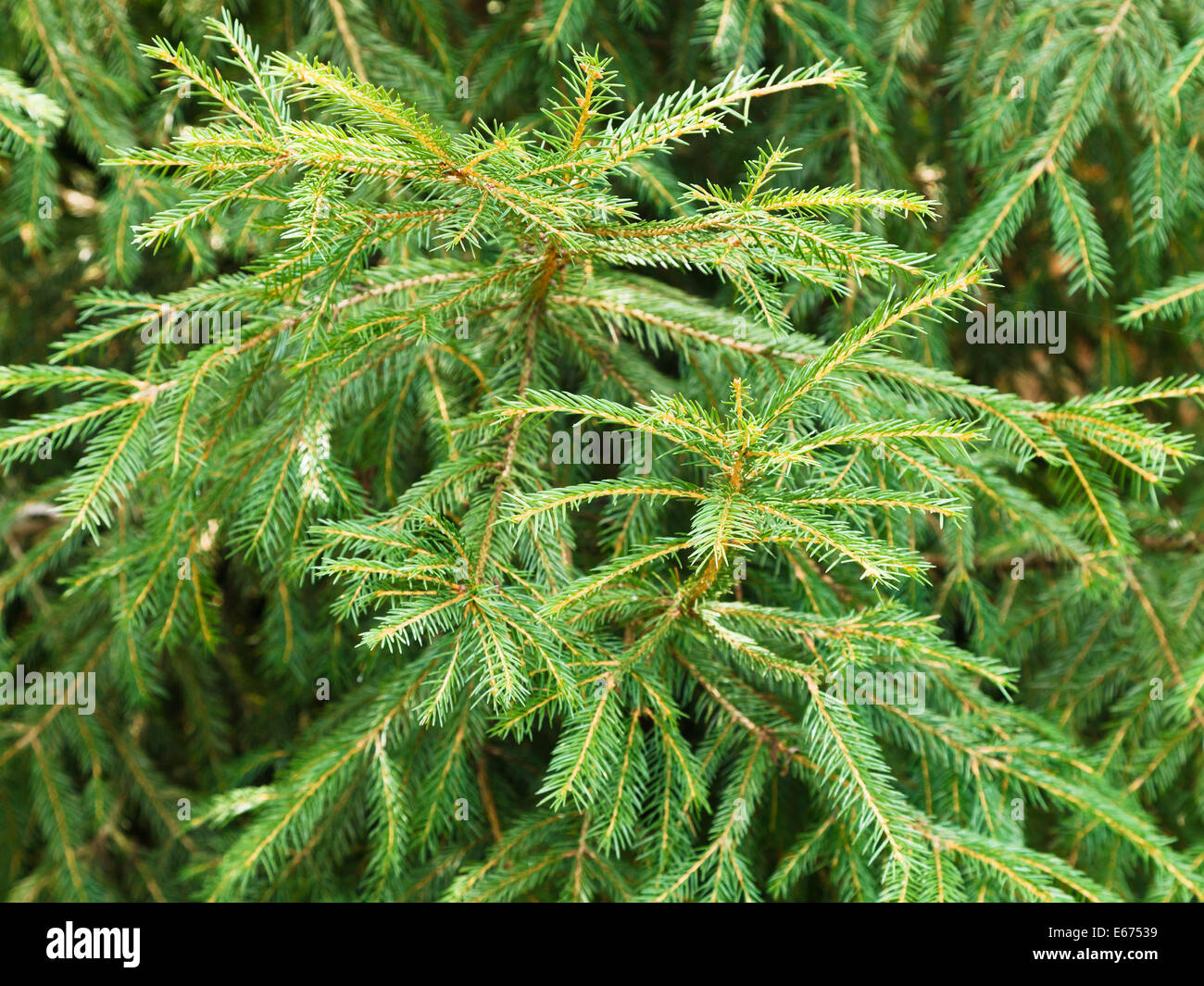 Sprig spruce in close hi-res stock photography and images - Alamy
