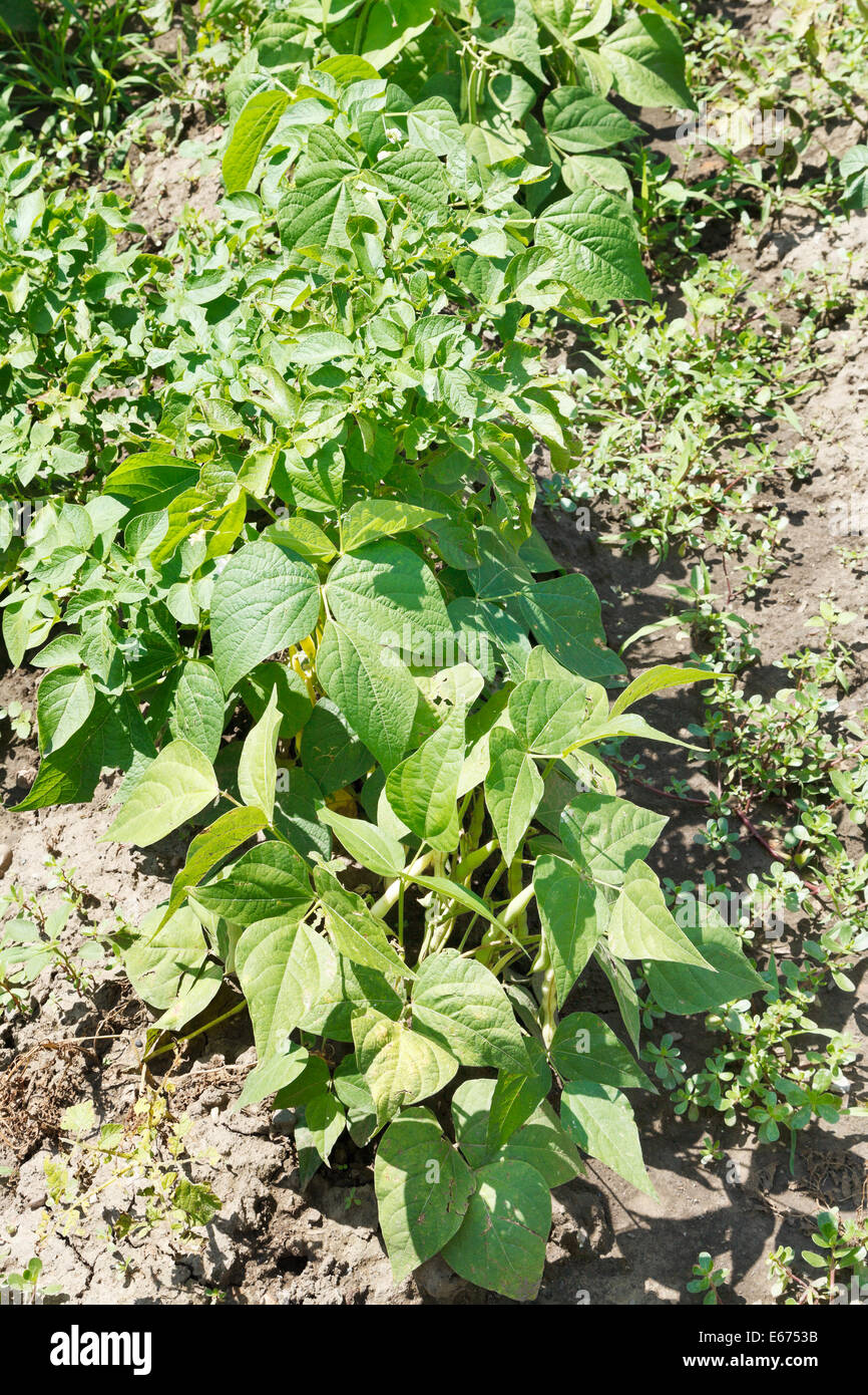 common beans bush in garden in summer day Stock Photo - Alamy