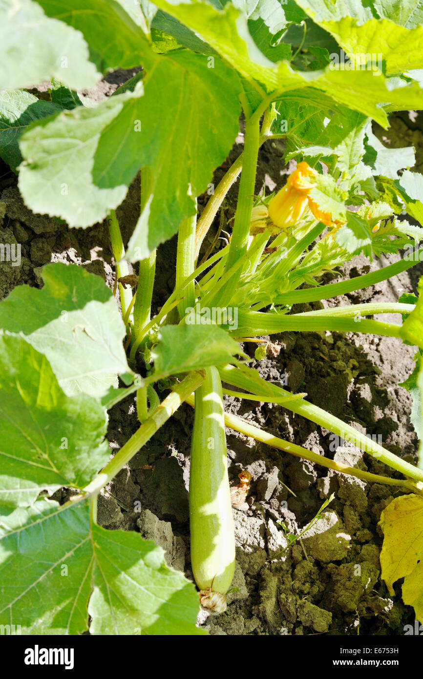 Ripe squash hi-res stock photography and images - Alamy