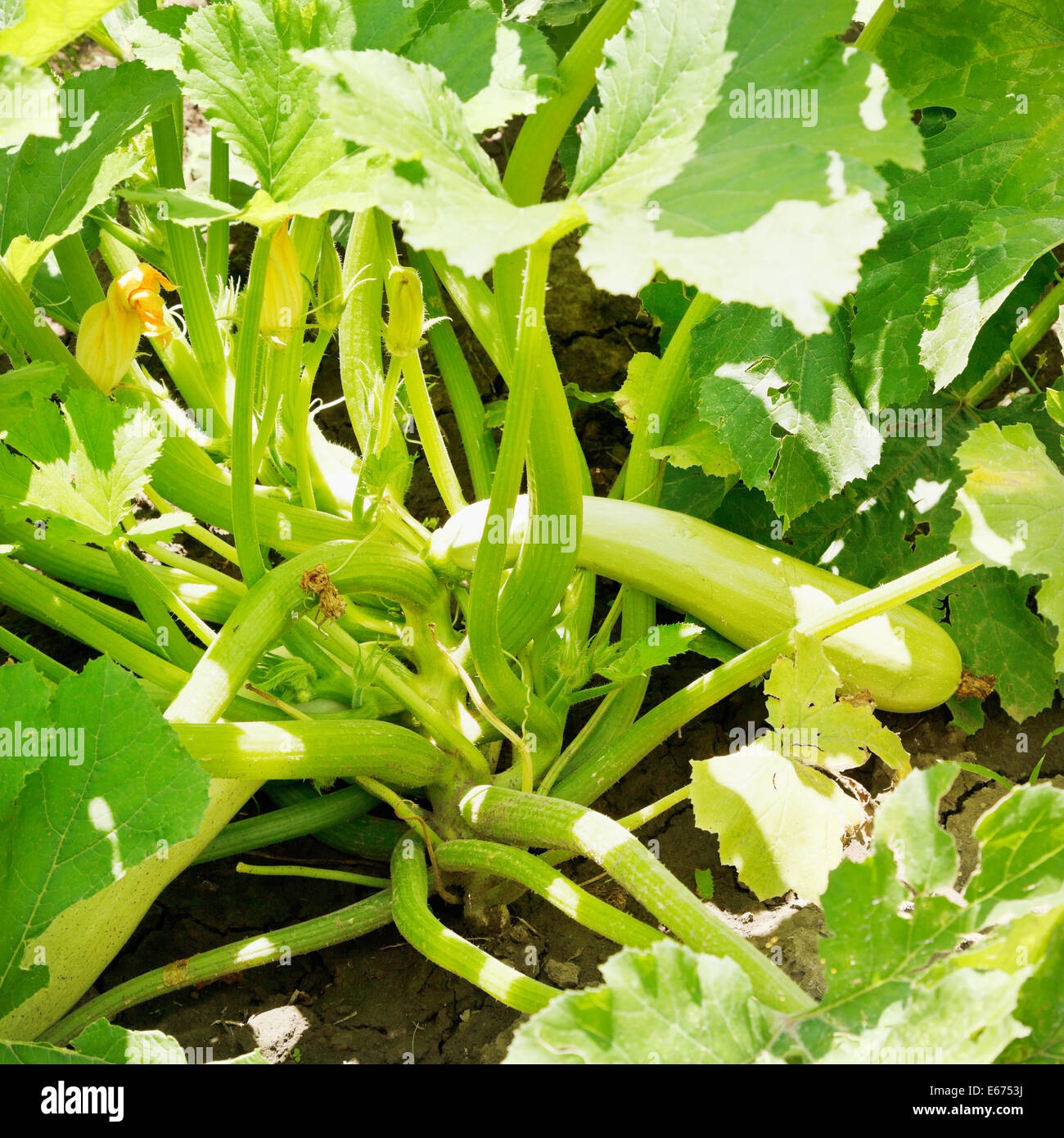 Squash plot hi-res stock photography and images - Alamy
