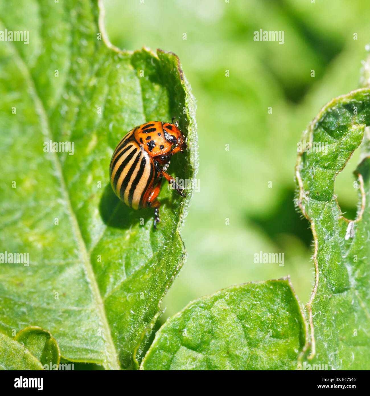 Potato bug hi-res stock photography and images - Alamy