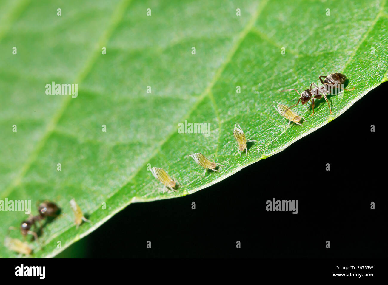 two ants grazing few aphids on leaf of walnut tree close up Stock Photo ...