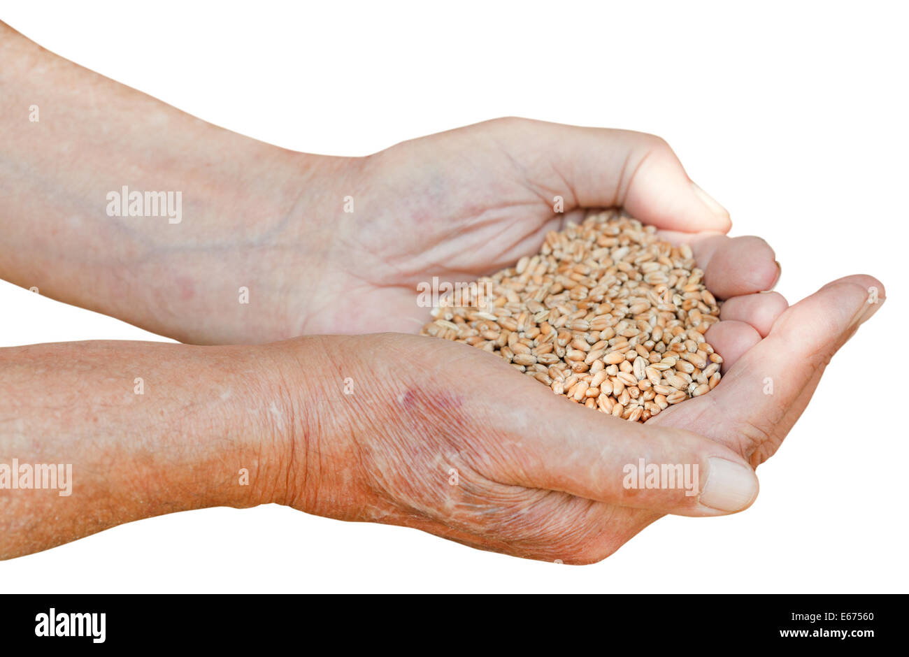 male hands hold handful with wheat seeds isolated on white background ...